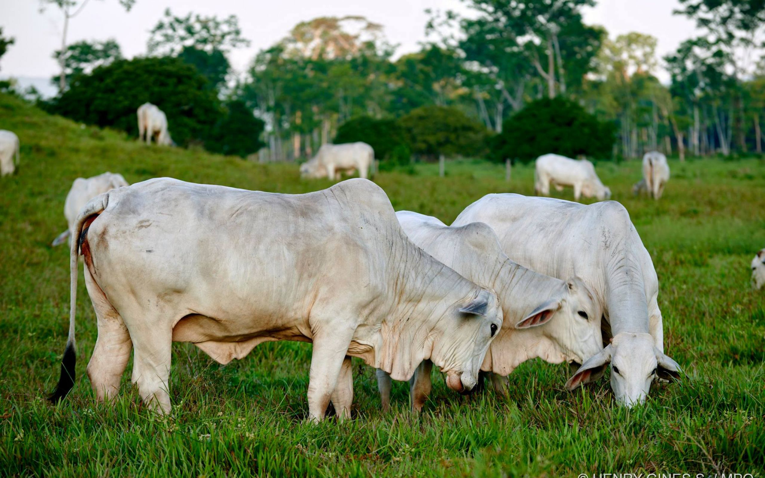 Turismo en Oxapampa | Lugares turísticos en Oxapampa | Conoce Oxapampa ...